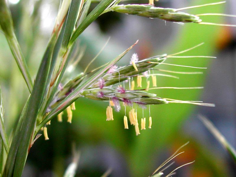 palma flower - The Bridging Tree